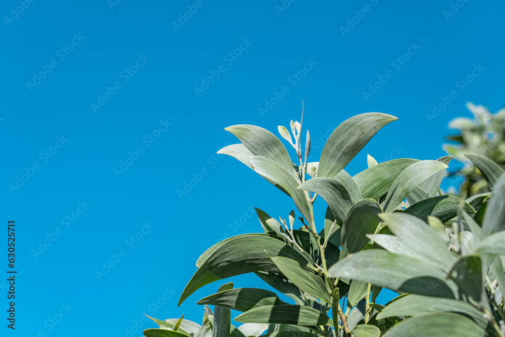 Acacia koa, commonly known as koa,[3] is a species of flowering tree in ...