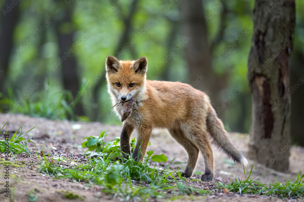 Cute young red fox in the forest ( Vulpes vulpes ) Stock Photo | Adobe ...