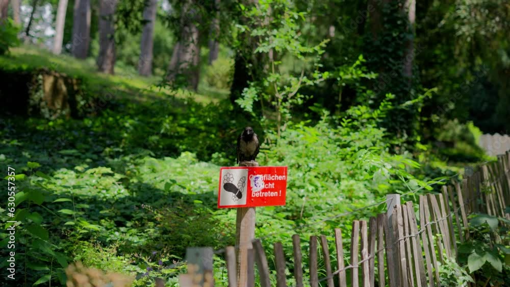 Hooded Crow (Raven) sitting on the red Sign and flying away in ...