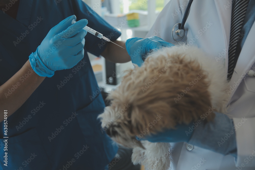 Vet examining dog and cat. Puppy and kitten at veterinarian doctor ...