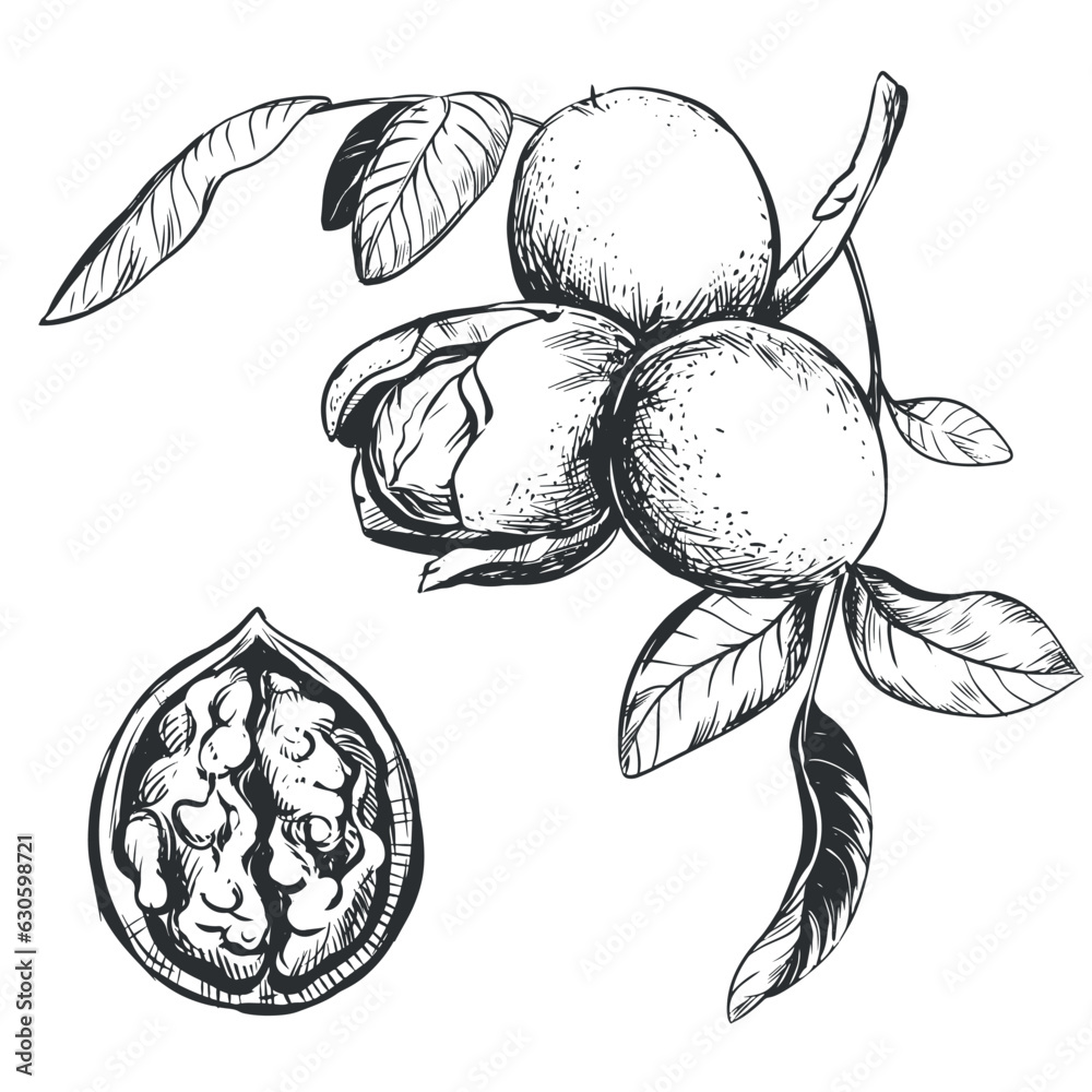 Walnuts are hand drawn. Vector illustration in engraving technique. A ...