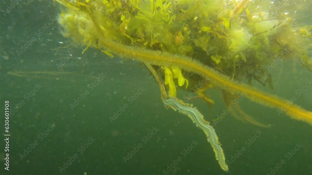 Worm Polychaeta Nereis virens (Alitta virens) from family Nereididae ...