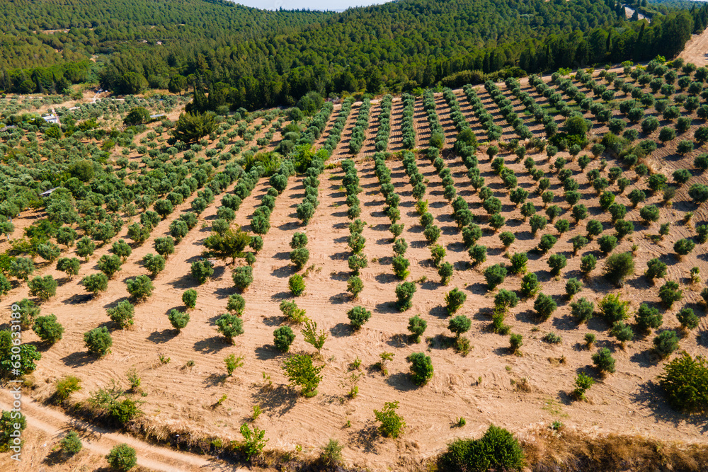 Olive trees for the production of olive oil, aerial shot Stock Photo ...