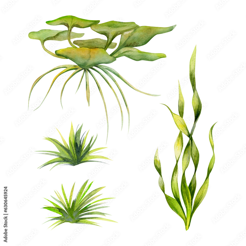 Hand Drawn Watercolor Aquarium Plants Algae And Seaweed Marine Exotic Underwater Botanical