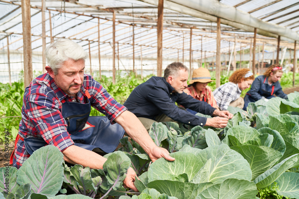 Multicultural farmers harvesting fresh organic vegetables in farm Stock ...