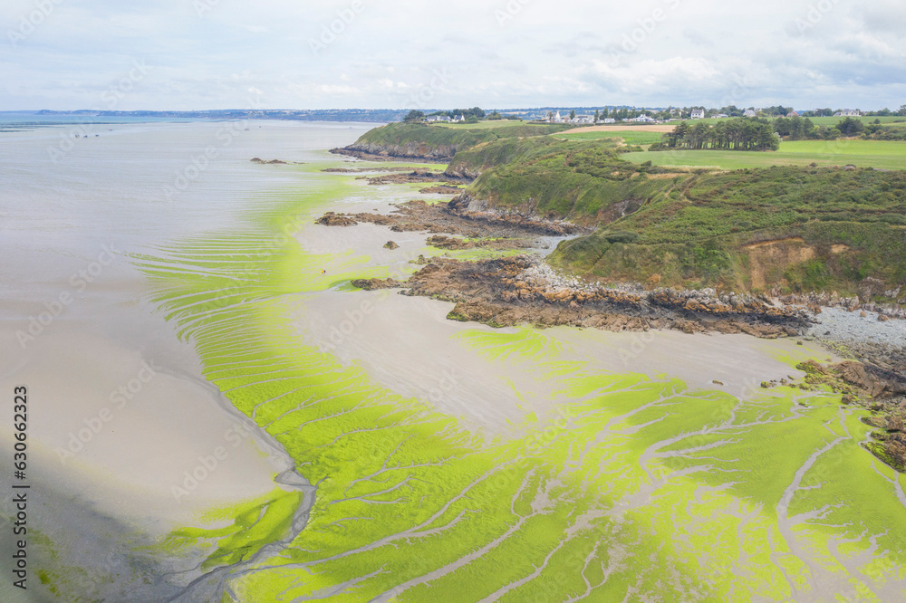 Algues vertes en Bretagne dans la Baie de Saint Brieuc, sur la commune ...