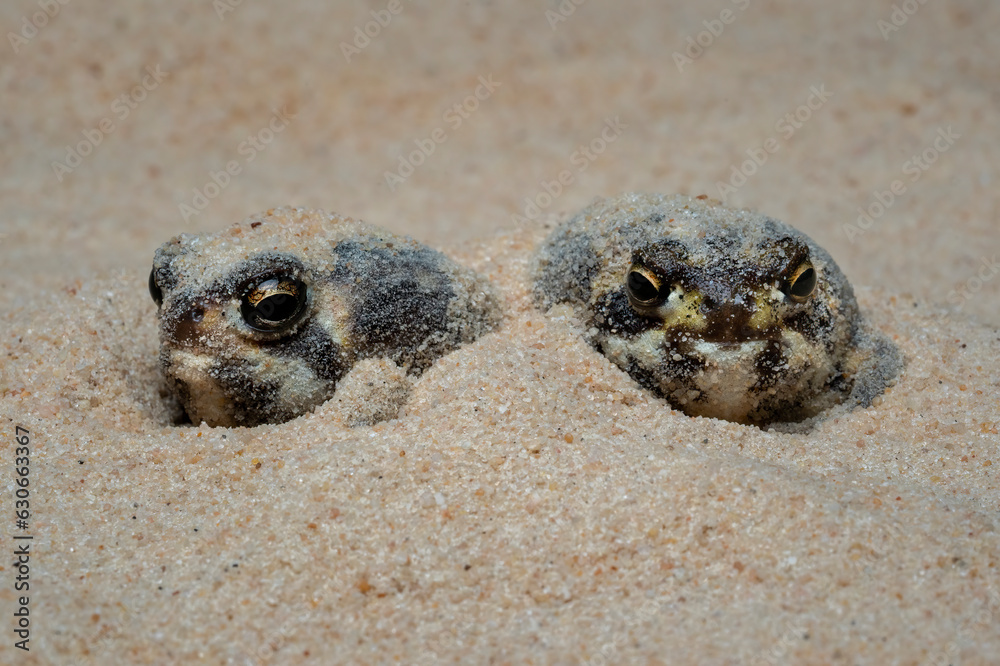 The Desert Rain Frog, Web-footed Rain Frog, or Boulenger's Short-headed ...