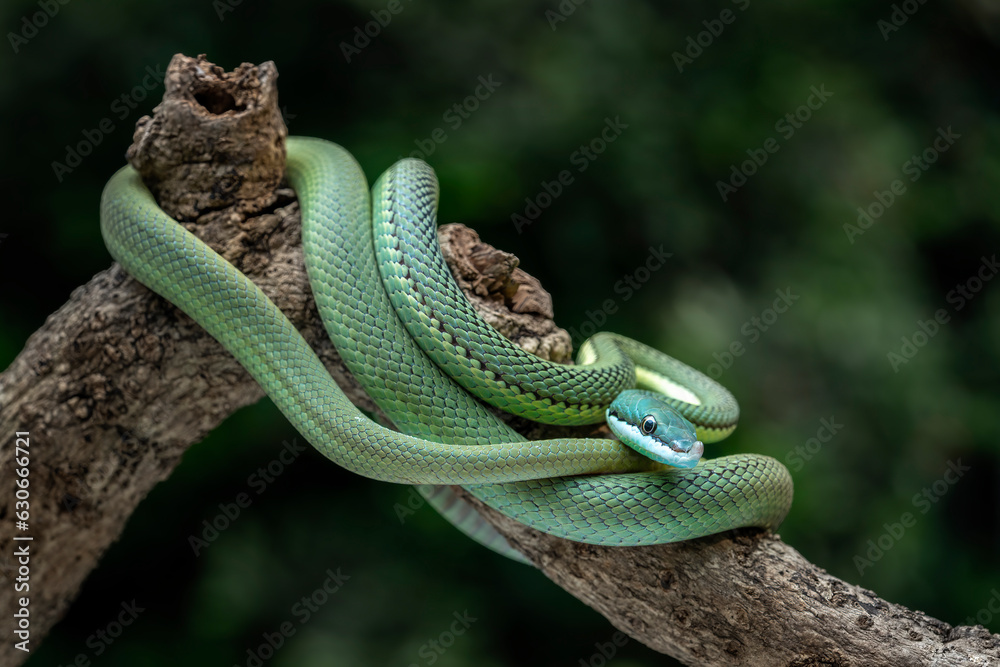 Baron's Green Racer (Philodryas baroni) is a rear-fanged venomous snake ...