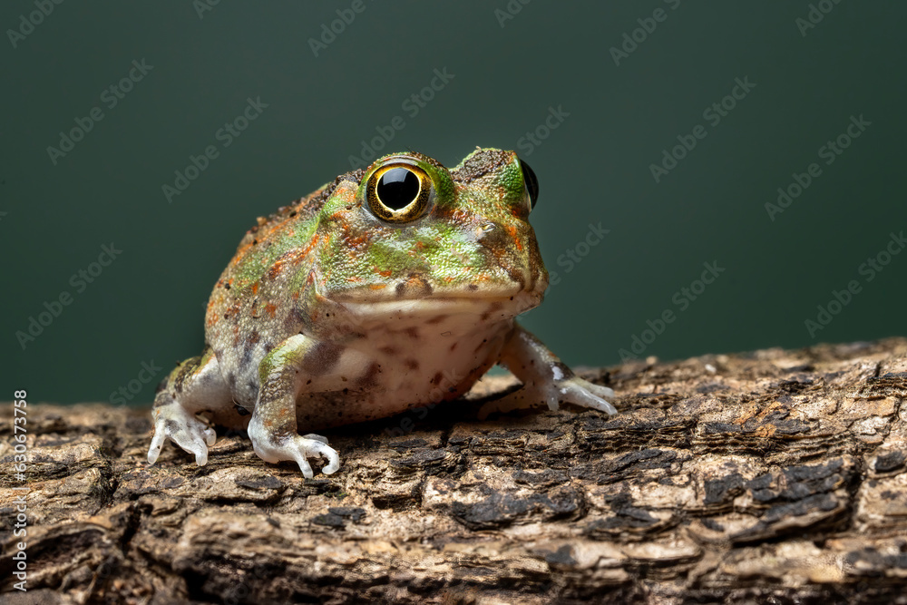 The Chaco Horned Frog (Chacophrys pierottii) or Lesser Chini Frog, is a ...
