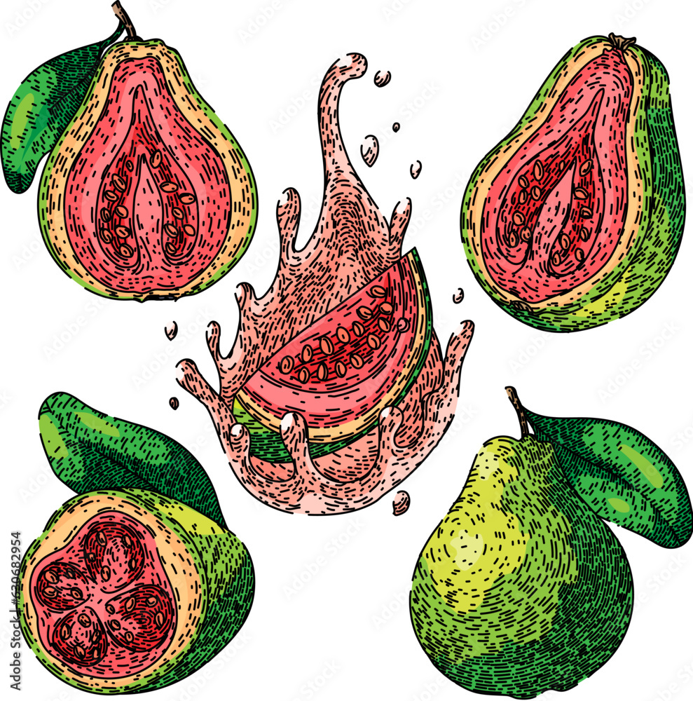 guava fruit set hand drawn. juice food, half slice, tropical cut guava ...
