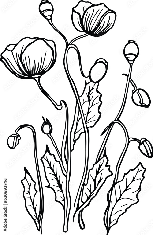 August birth flowers, simple poppy line drawing poppy art stock outline ...