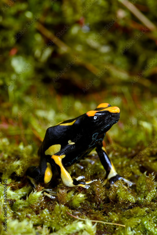 Dyeing poison dart frog // Färberfrosch (Dendrobates tinctorius ...