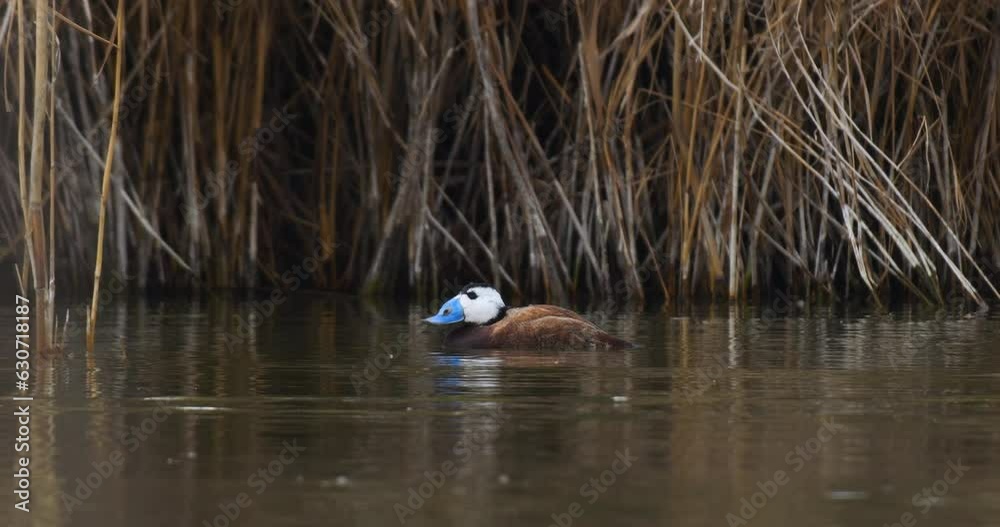 White-headed duck, a swimming duck species, usually lives in fresh ...