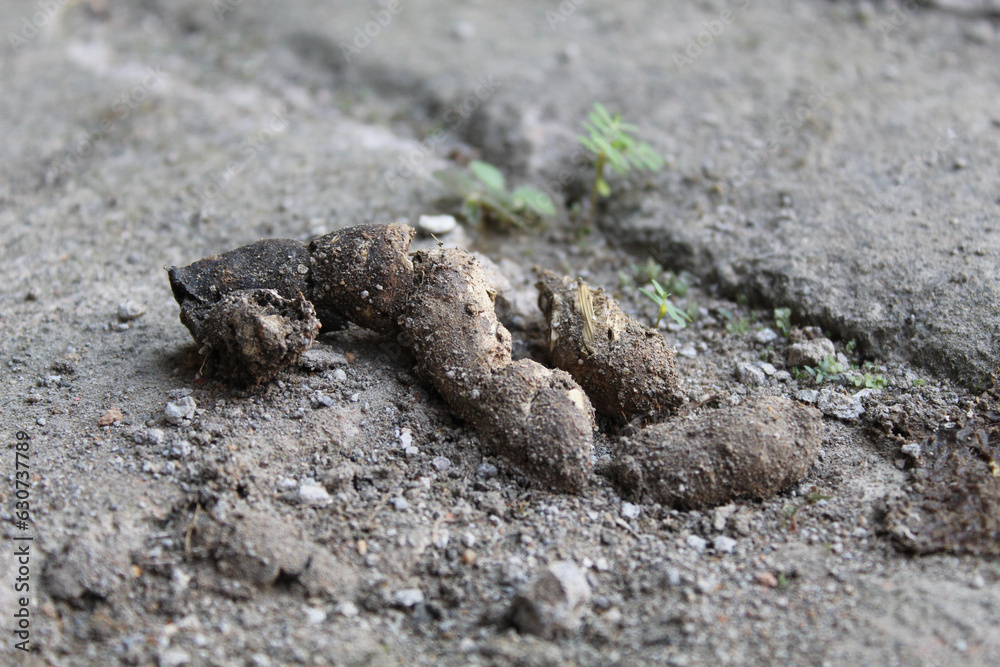 Dry cat poop or cat feces, on grey sand Stock Photo | Adobe Stock