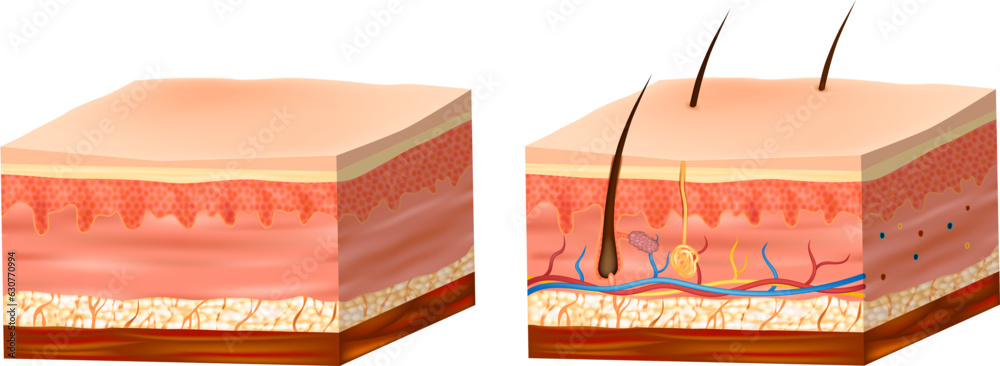 Vetor de Structure of the human skin. Skin Anatomy detailed vector ...