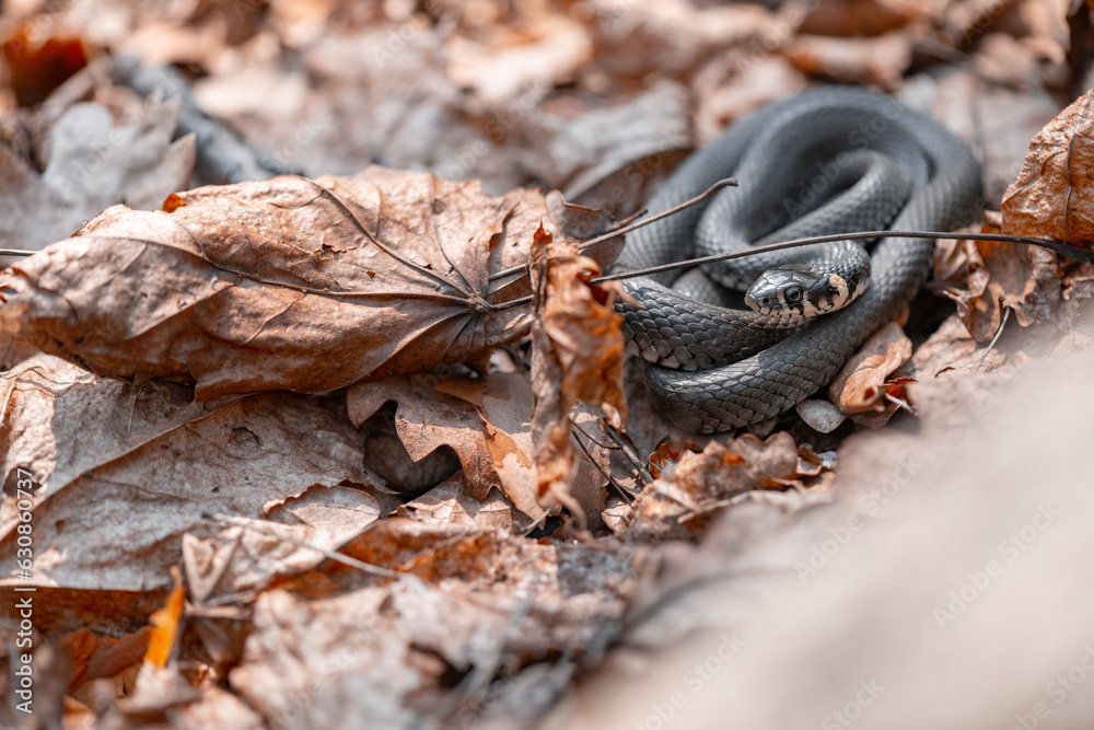 Moving snake. Natrix snake in dry foliage. Eurasian non-venomous snake ...