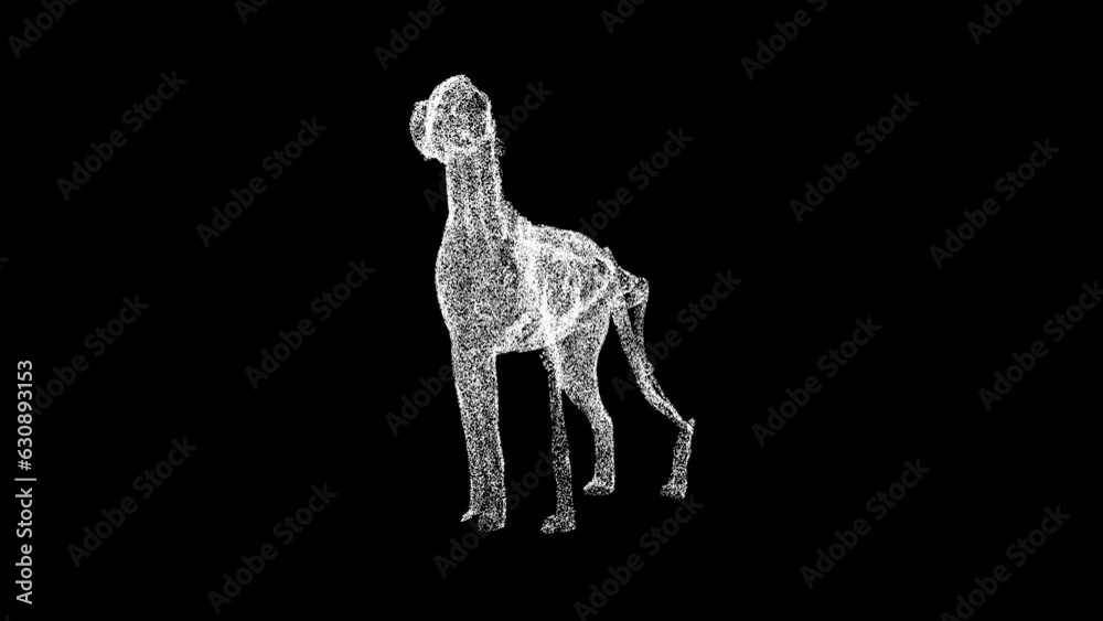 3D dog anatomy rotates on black background. Dog skeleton animal medical ...