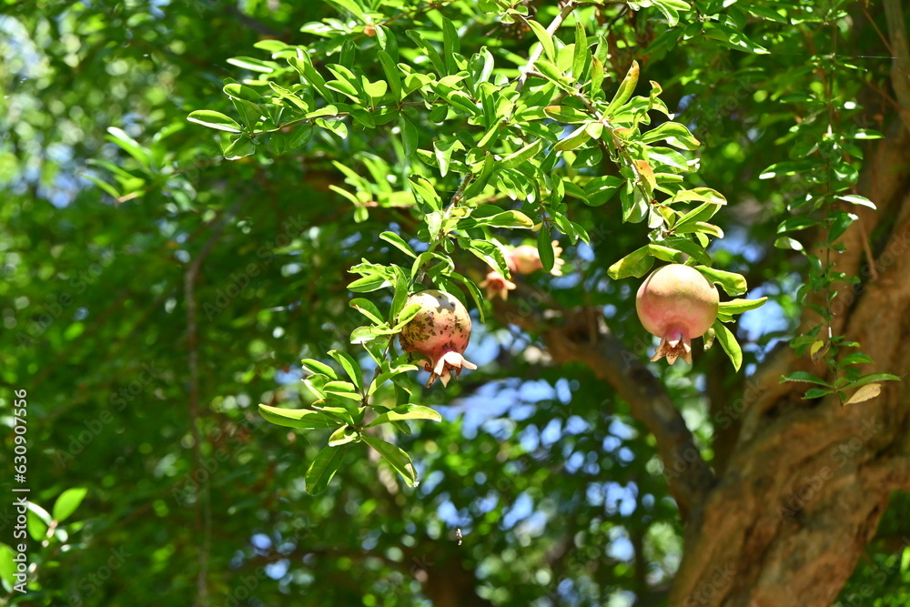 Foto de Pomegranate tree. Vermilion flowers bloom in early summer and ...
