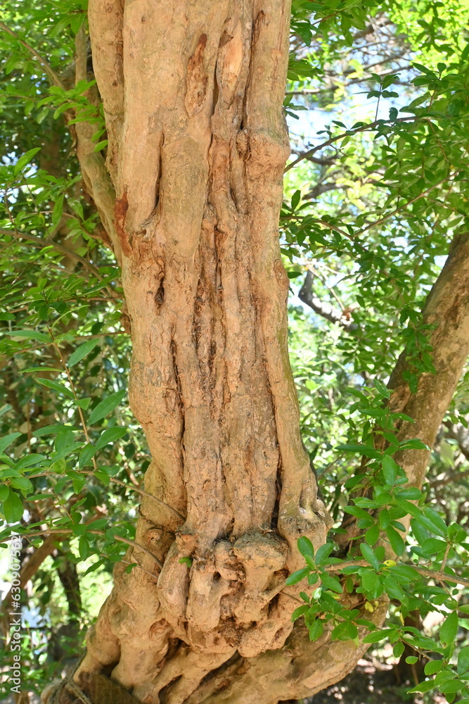 Pomegranate tree. Vermilion flowers bloom in early summer and bear ...