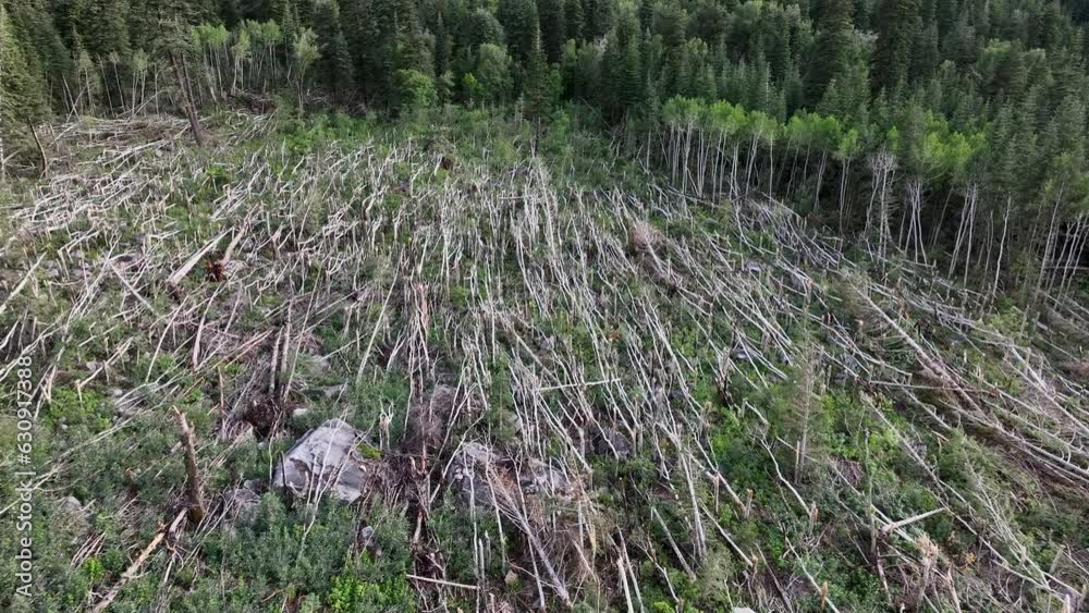 Aerial avalanche destroyed mountain forest trees Utah. Winter snow ...