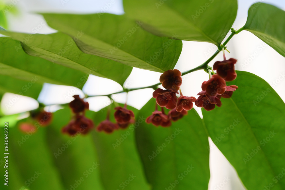 Sauropus Androgynus (star gooseberry, Katuk tree with round red fruit ...