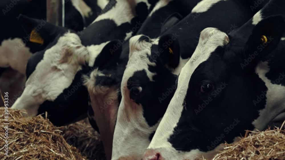 Cows In Cowshed Eating Hay At Modern Farm. Heads In Close Up. Healthy ...