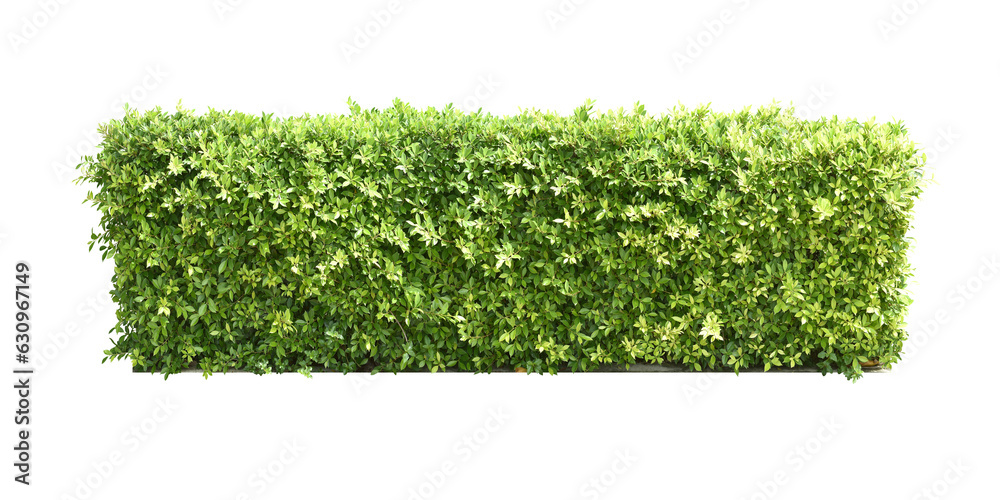 Ixora Ornamental plants and Green leafed bushes. (shrub) Square shape ...