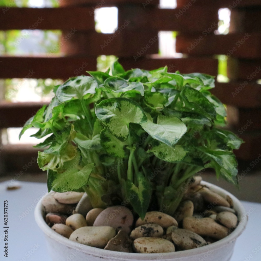 Syngonium mini plant in a pot. Syngonium podophyllum Pixie is a ...