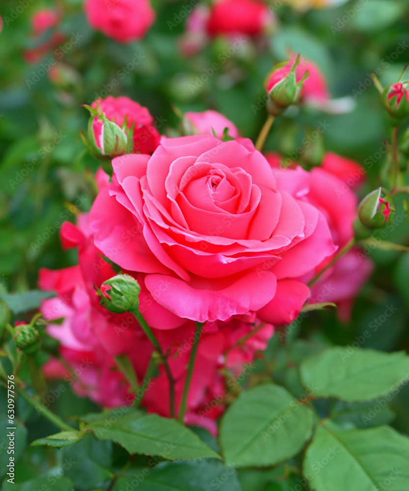 Rose garden. Beautiful display of roses in a large garden setting ...