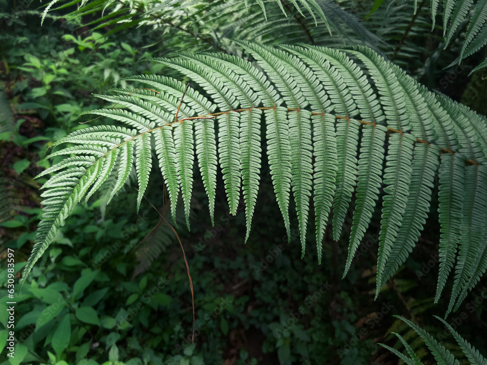 Hoja de helecho en medio del bosque, fondo de helecho, fern walpaper ...