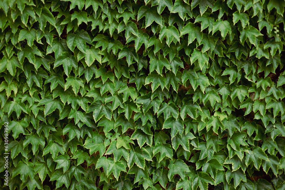 Ivy texture. Ivy hedge background. Ivyberry backdrop. Ivy Green wall ...