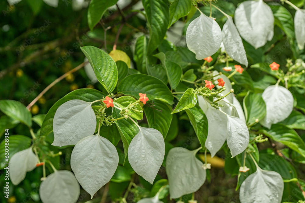 Mussaenda frondosa, commonly known as the wild mussaenda or dhobi tree ...