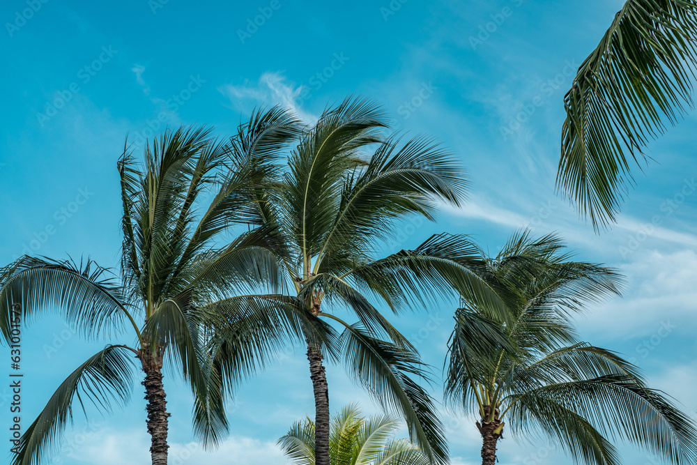 The coconut tree (Cocos nucifera) is a member of the palm tree family ...