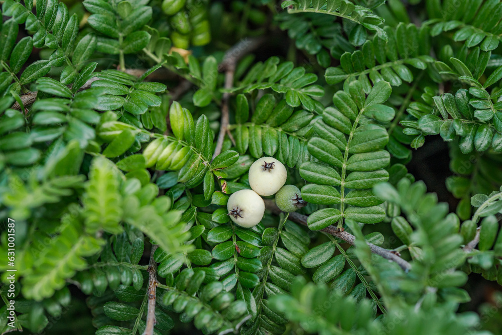 Osteomeles anthyllidifolia, commonly called ʻŪlei, eluehe, uʻulei ...