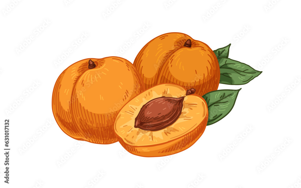 Apricots, vintage drawing. Fresh ripe fruits, cut half piece with seed ...