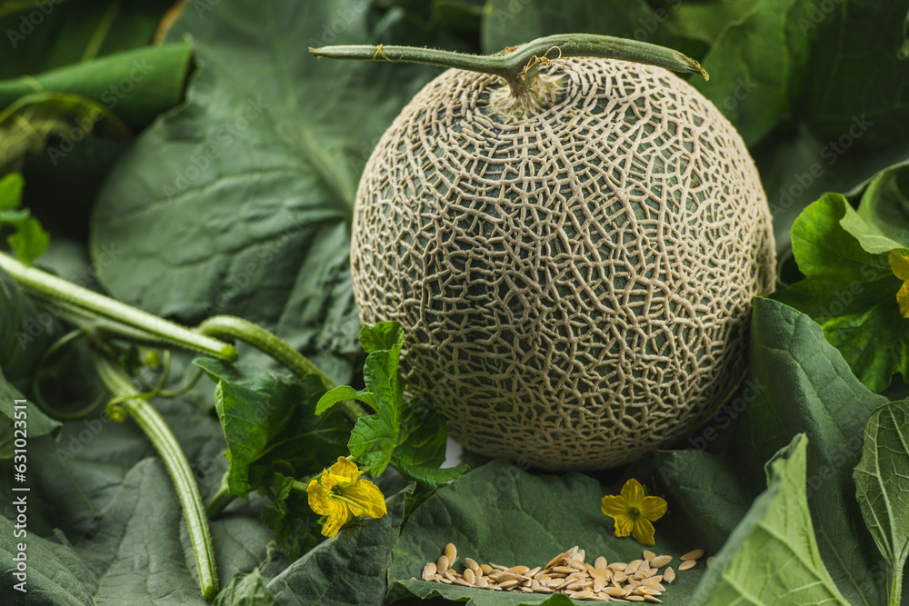 Big ripe Honeydew melon and Japanese melon on leaf wood table in farm ...