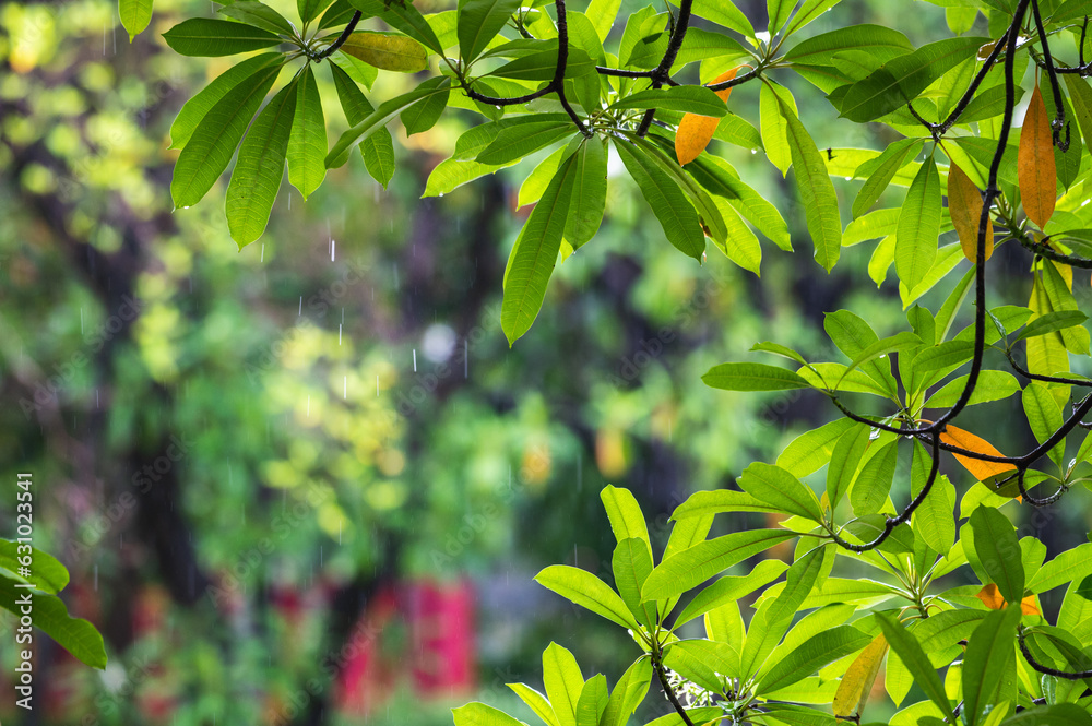 raining shower drop on leaf tree, close up of rainfall in jungle,Heavy Rain Falling on Tree ...