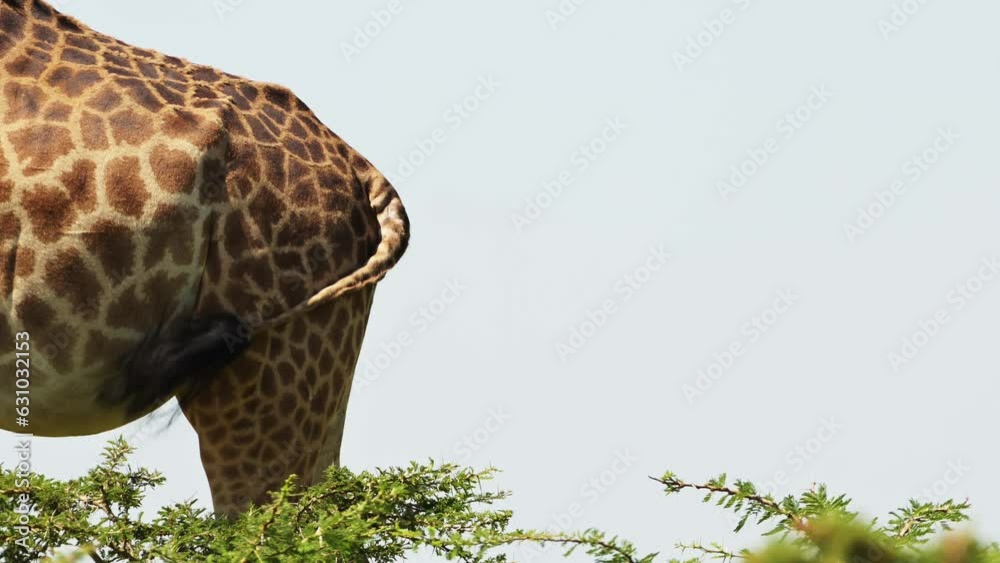 Slow Motion Shot of Giraffe tail flicking above tall acacia trees in ...