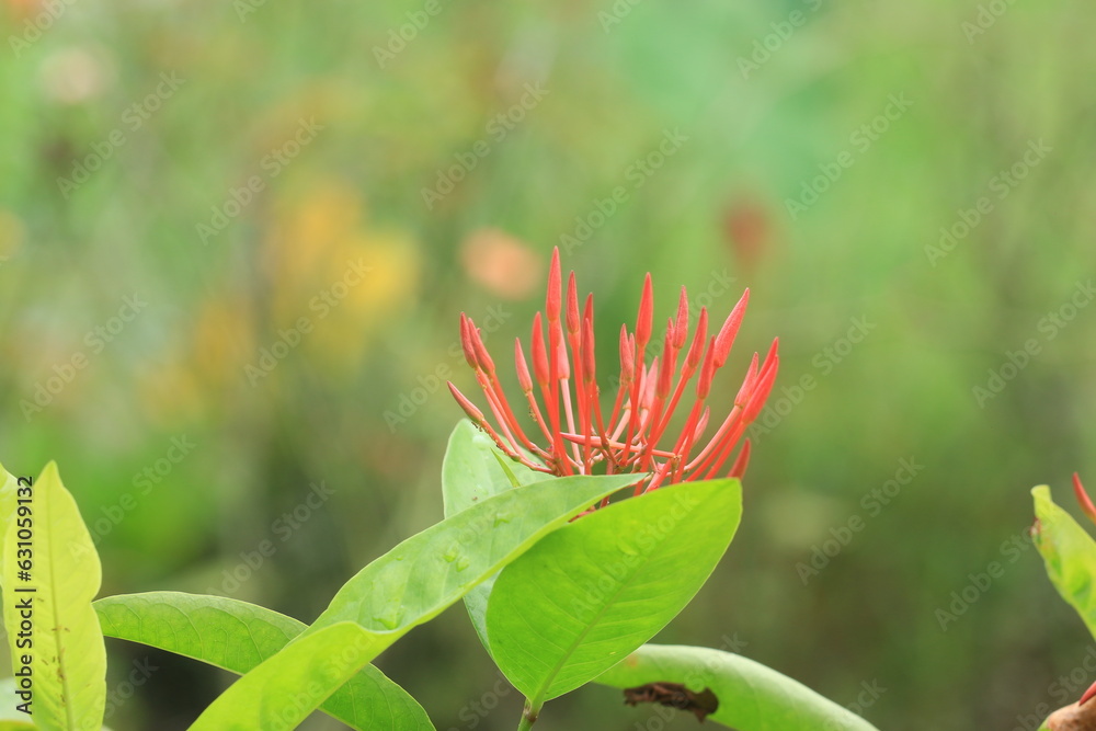 Red Ashoka flower (Ixora coccinea) belongs to the order Gentianales ...
