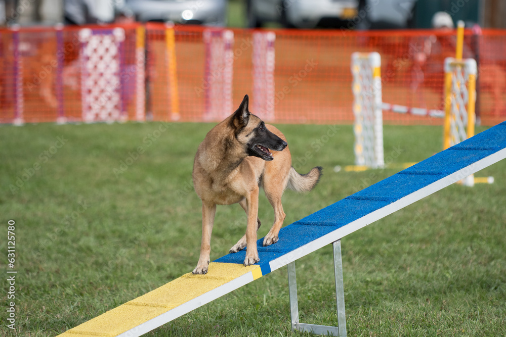 Belgian Malinois standing on the agility ramp looking towards their ...