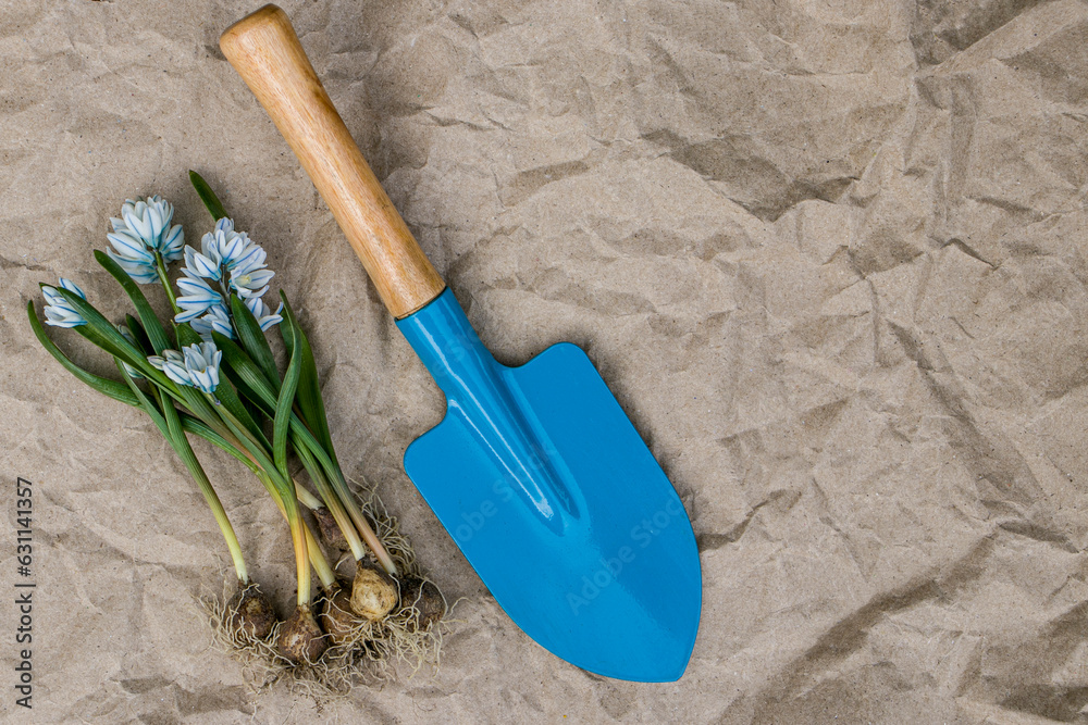 Scílla seedlings and a small blue garden shovel. Planting Scilla in ...