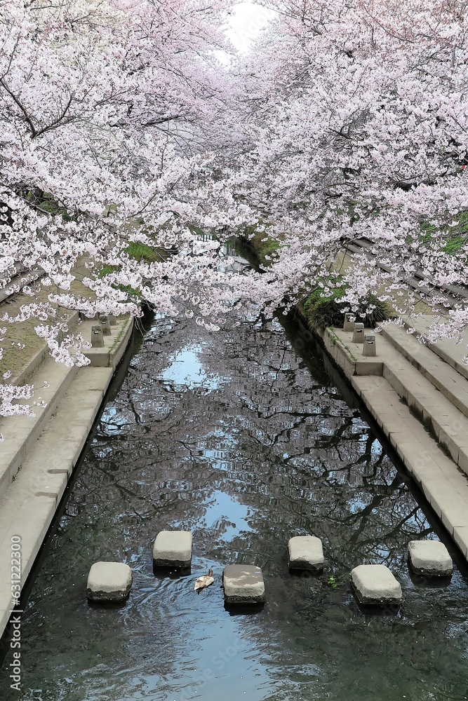 Romantic walkways under the archway of pink cherry blossom trees ...