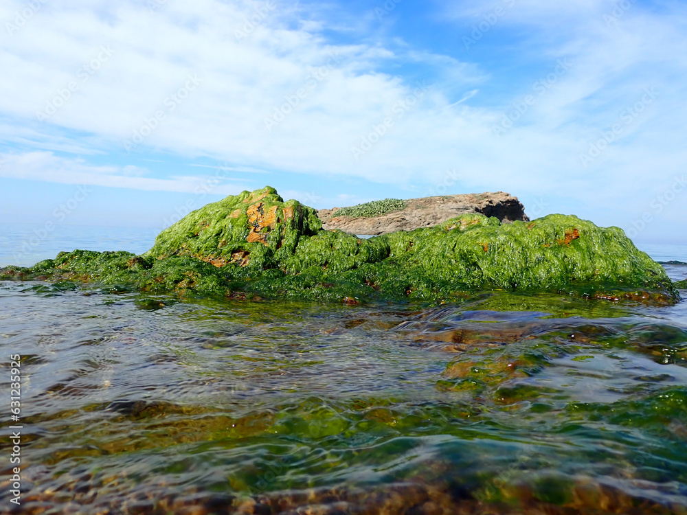 green, algae, macro, pond, plant, algal, alga, environment, nature ...