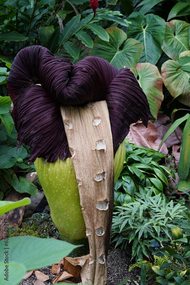 Titan arum in Latin called Amorphophallus titanum is a flowering plant ...