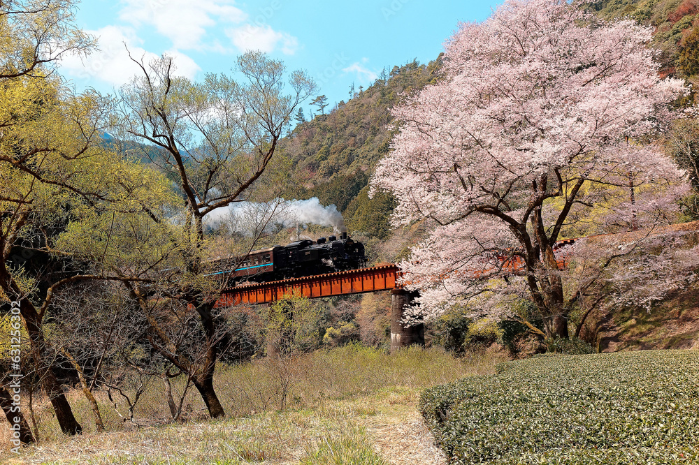 A steam locomotive travels on a bridge by a flourishing cherry blossom ...