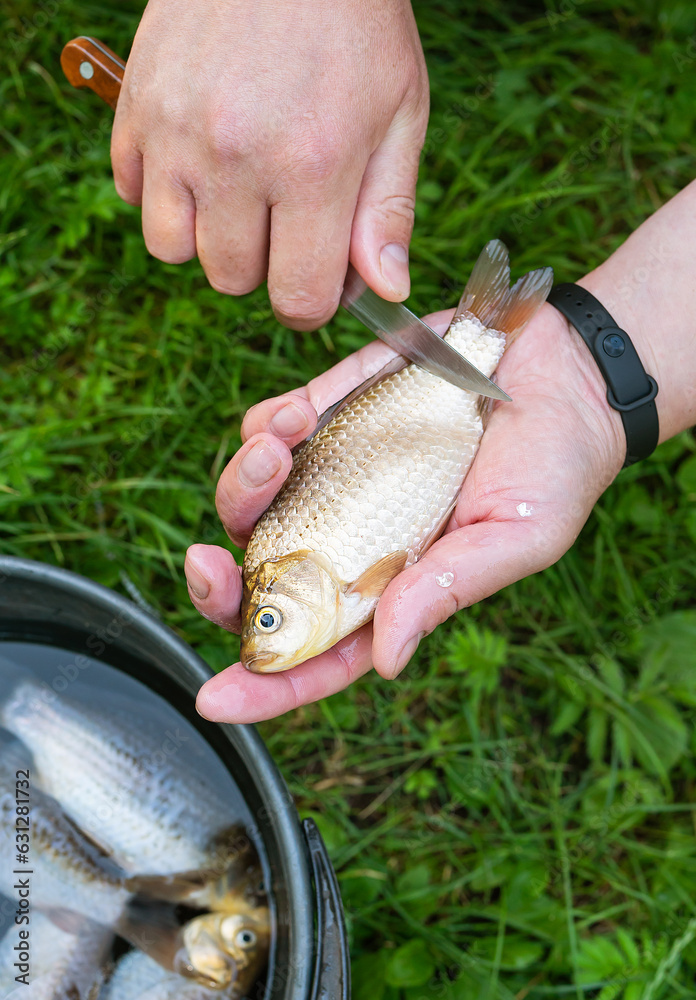 Fishing clean crucian carp with a sharp knife on the background of a ...