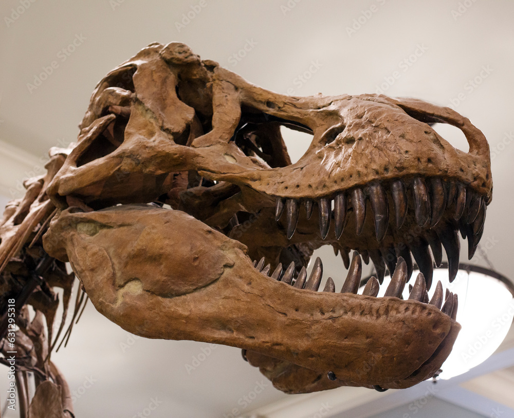 New York City, United States - June 15, 2023: Tyrannosaurus Rex fossil ...