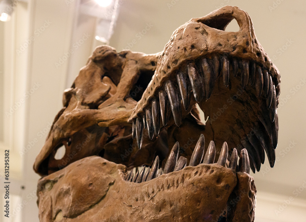 New York City, United States - June 15, 2023: Tyrannosaurus Rex fossil ...