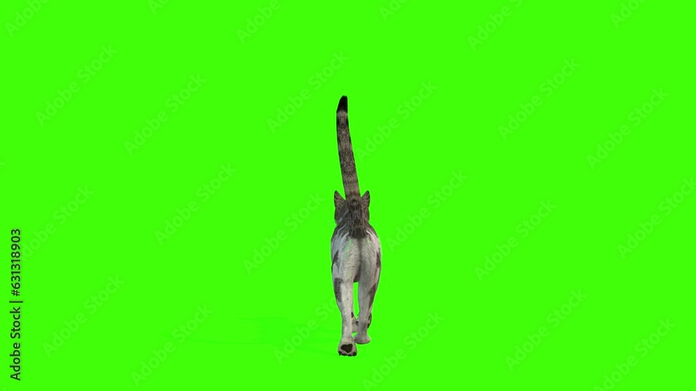 3D realistic cat running on green screen render, back view of Cat ...