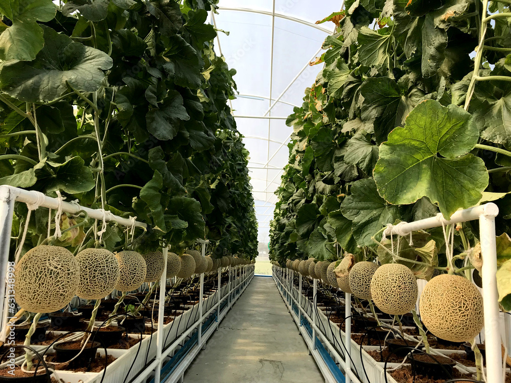 Japanese melon grow in closed system farms, melon trees in farms, melon ...